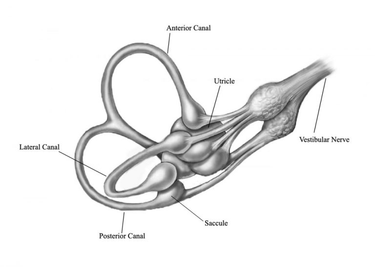 Sistema vestibular - Tratamiento del vértigo en Barcelona - Osteopatía